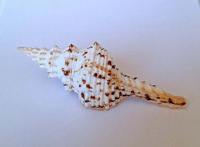 Marmorofusus nicobaricus :: SHELLS FOR YOU.CZ